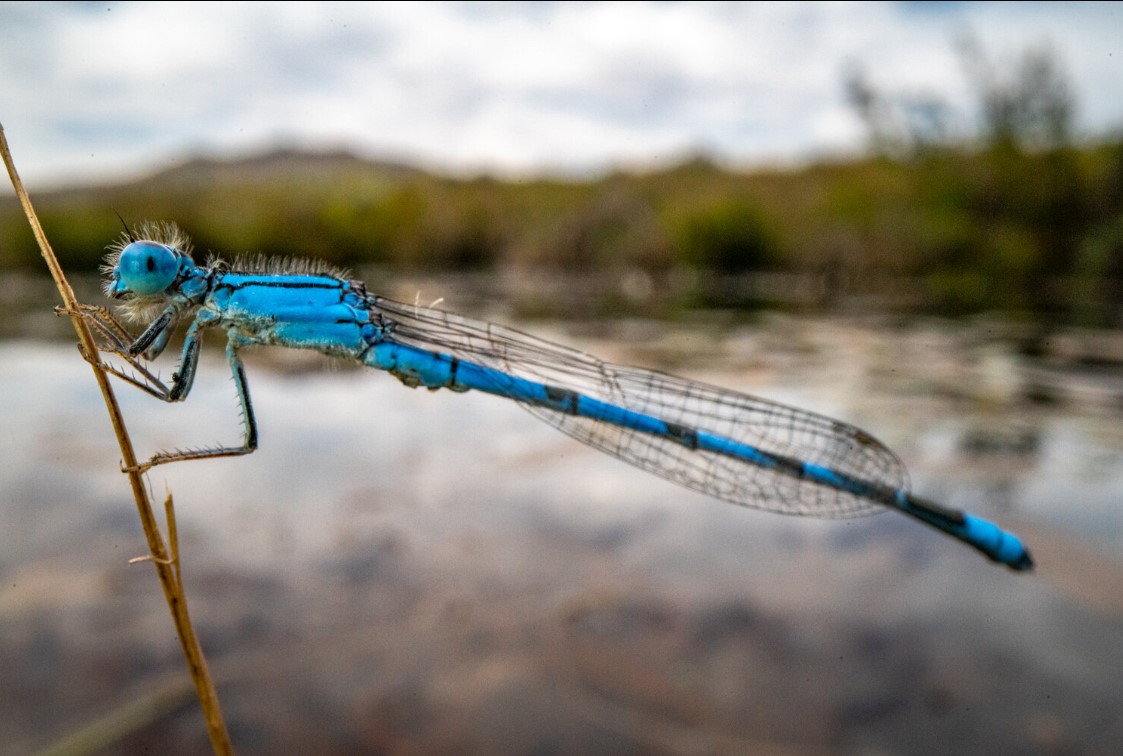 Refresh: A new biodiversity project to fill knowledge gaps in South ...
