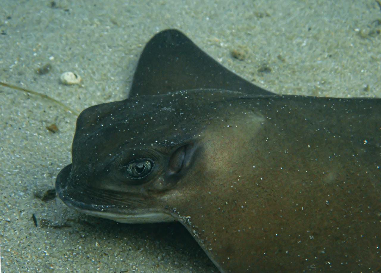 Dr Chantel Elston shows the wonders beneath the waves at Plett’s ...