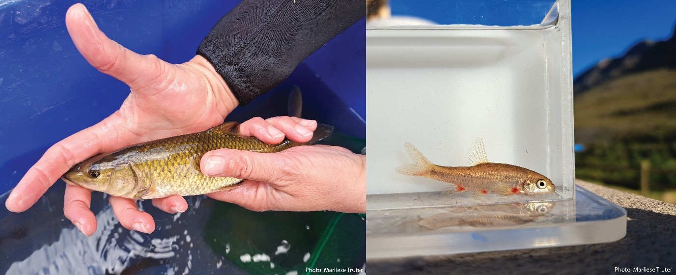 A REFRESHing journey to update knowledge on aquatic parasite species in ...