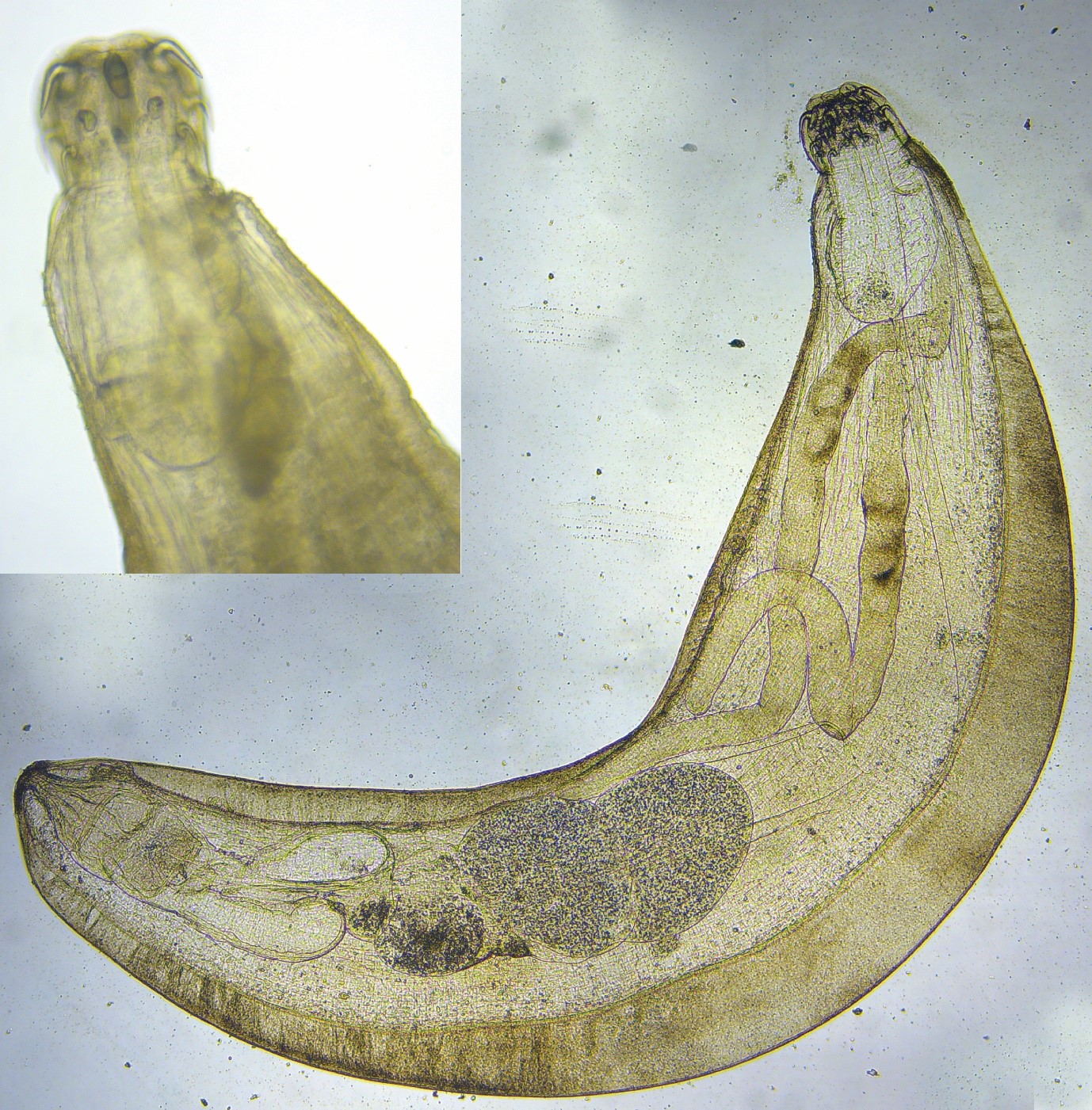 A REFRESHing journey to update knowledge on aquatic parasite species in ...