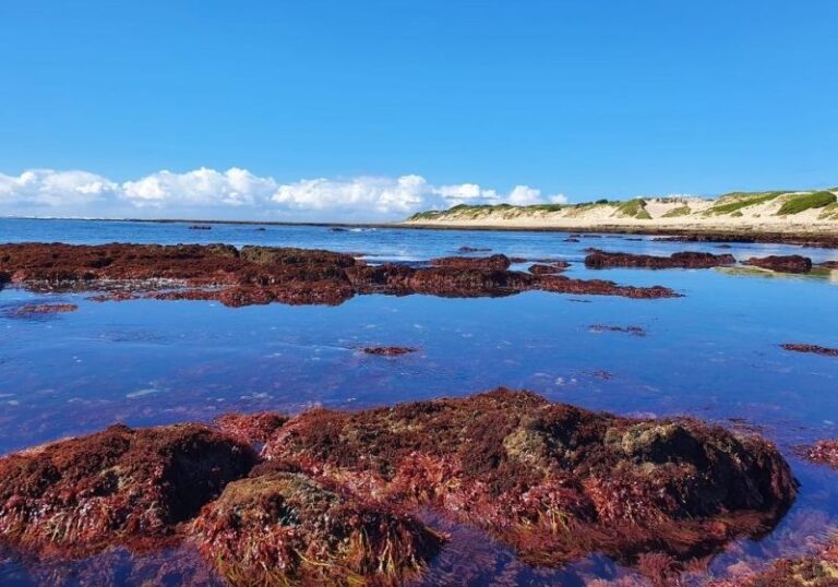 Nursery role of red algae dominated reef in temperate Algoa Bay – South ...