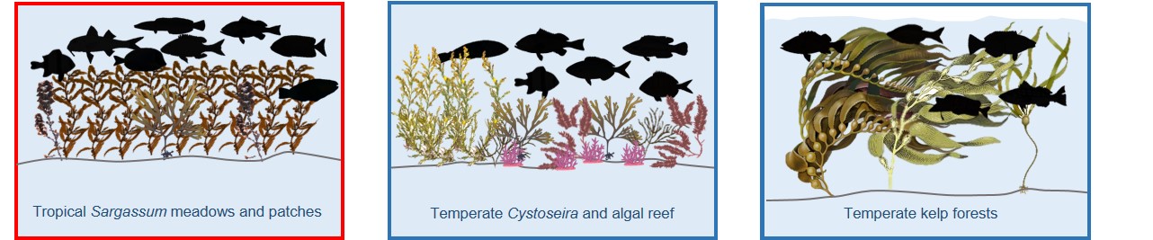 Nursery role of red algae dominated reef in temperate Algoa Bay – South ...