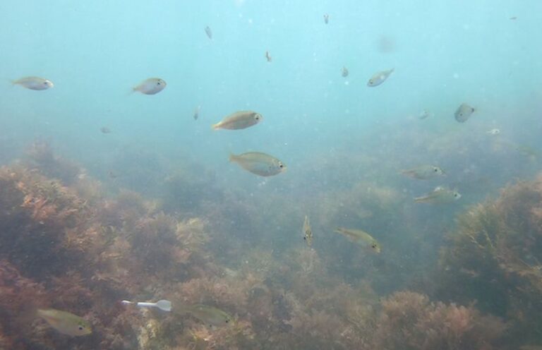 Nursery role of red algae dominated reef in temperate Algoa Bay – South ...