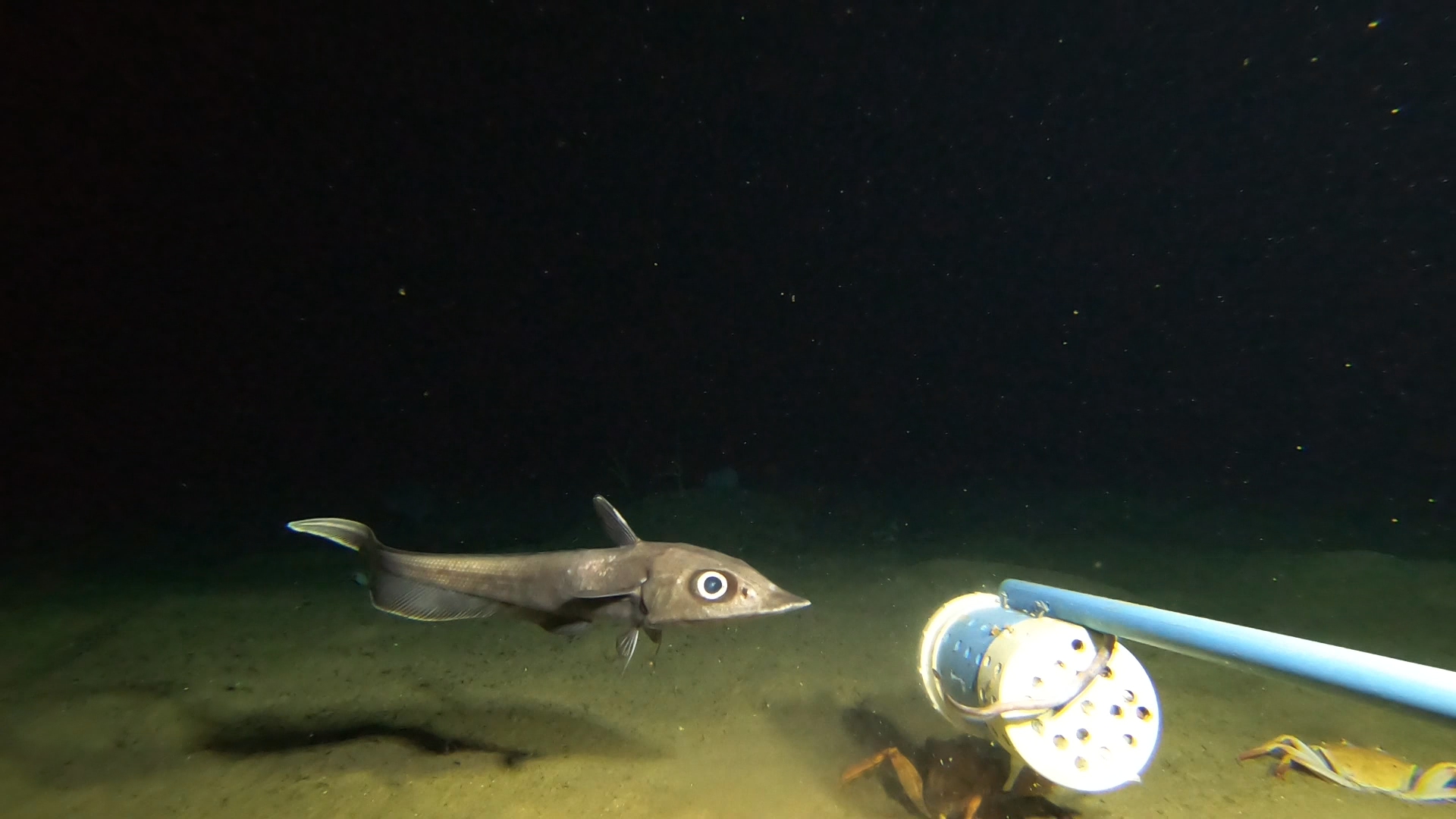 Dedicated cruise deepens offshore research capacity in South Africa ...