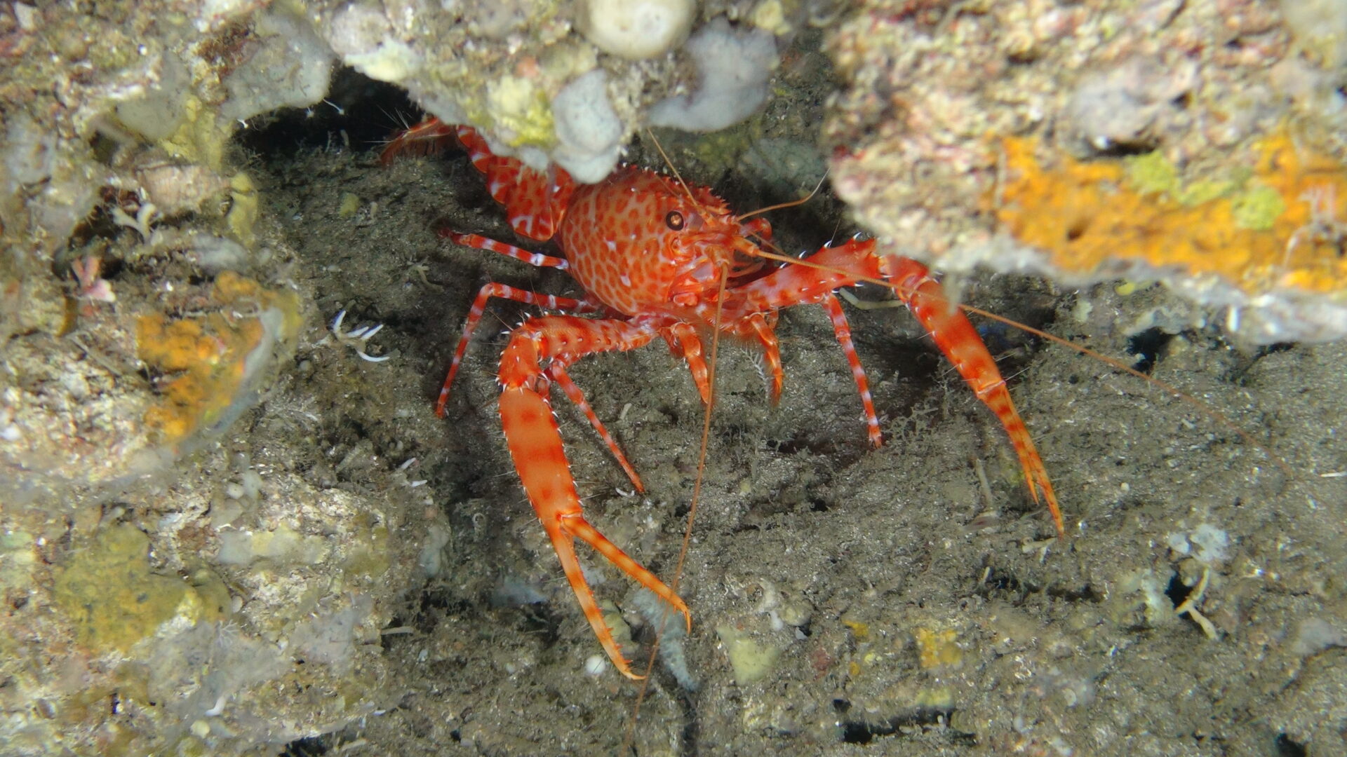 NRF-SAIAB invests in cutting-edge technology: the ROV and sea mapping ...