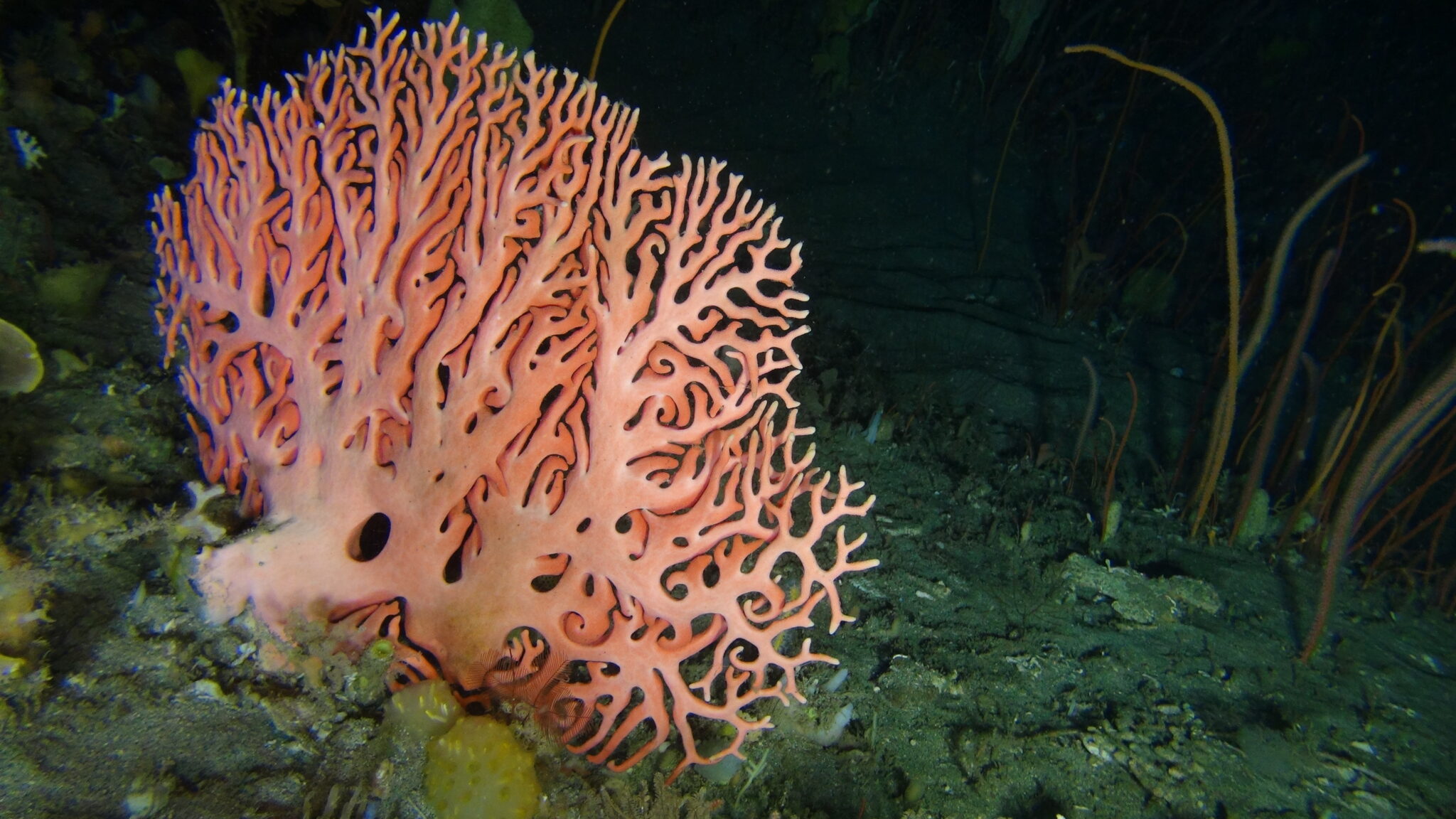 NRF-SAIAB invests in cutting-edge technology: the ROV and sea mapping ...