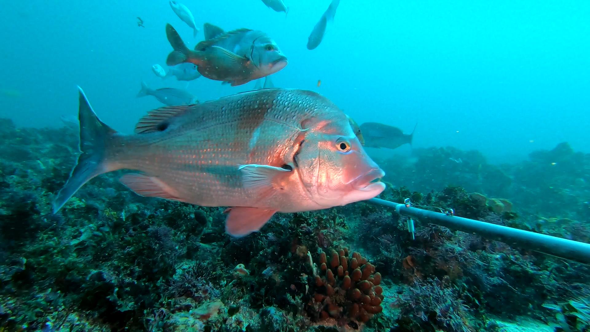 NRF-SAIAB’s MARIP Platform hosts successful South African BRUVs ...