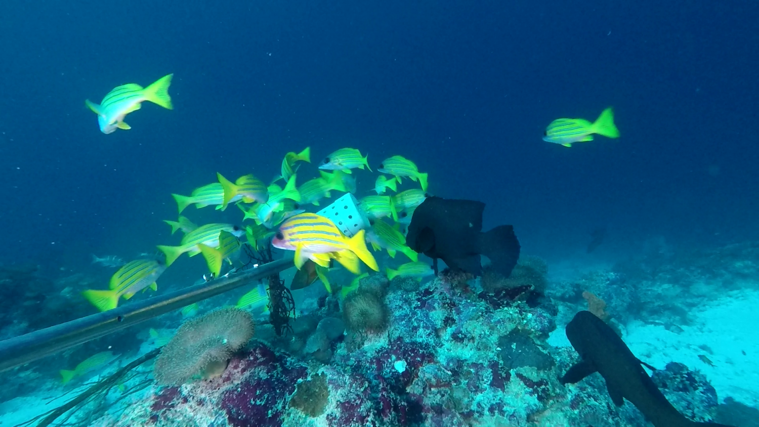 NRF-SAIAB’s MARIP Platform hosts successful South African BRUVs ...