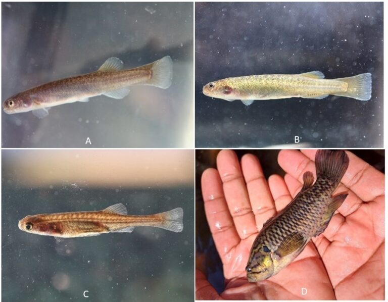 Fish monitoring within the Gouritz Cluster Biosphere Reserve region ...