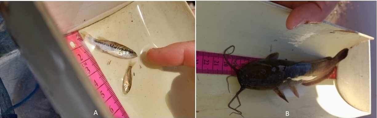 Fish monitoring within the Gouritz Cluster Biosphere Reserve region ...