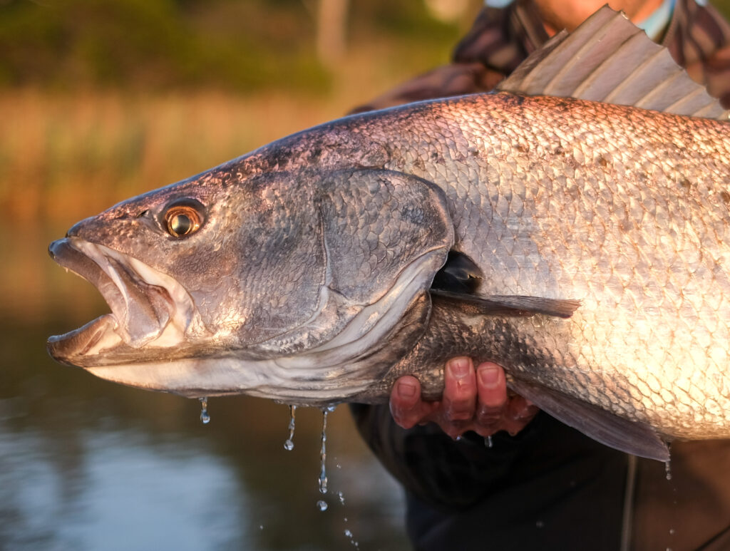 6th Southern African Marine Linefish Symposium – South African ...