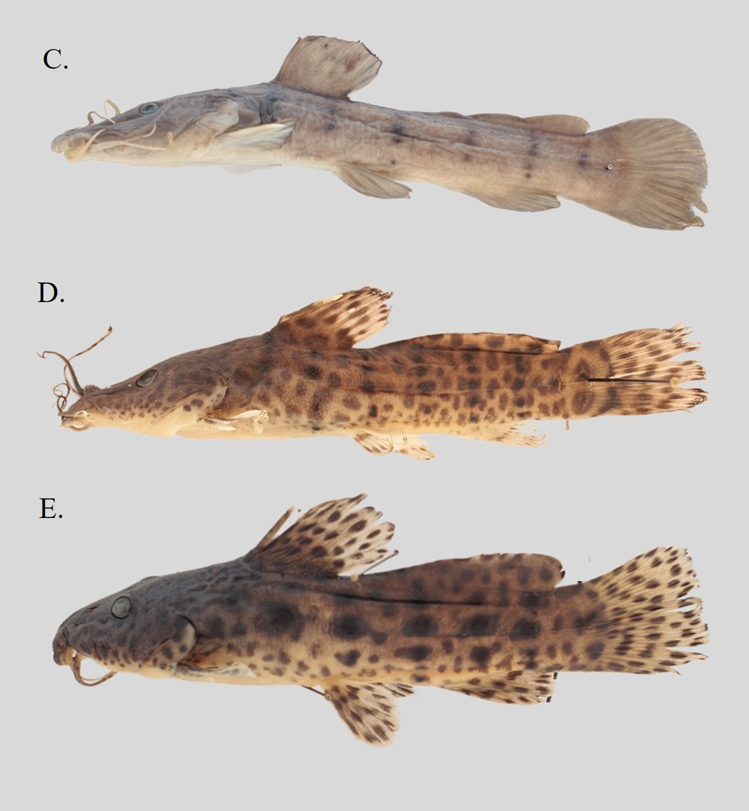 Unveiling New Species: How Eight New Catfish Species Were Named – South ...
