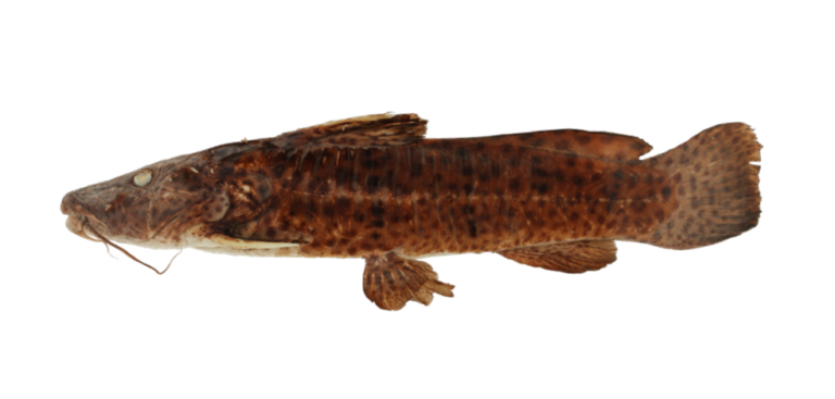 Revealing Hidden Diversity: Eight New Freshwater Fish Species ...